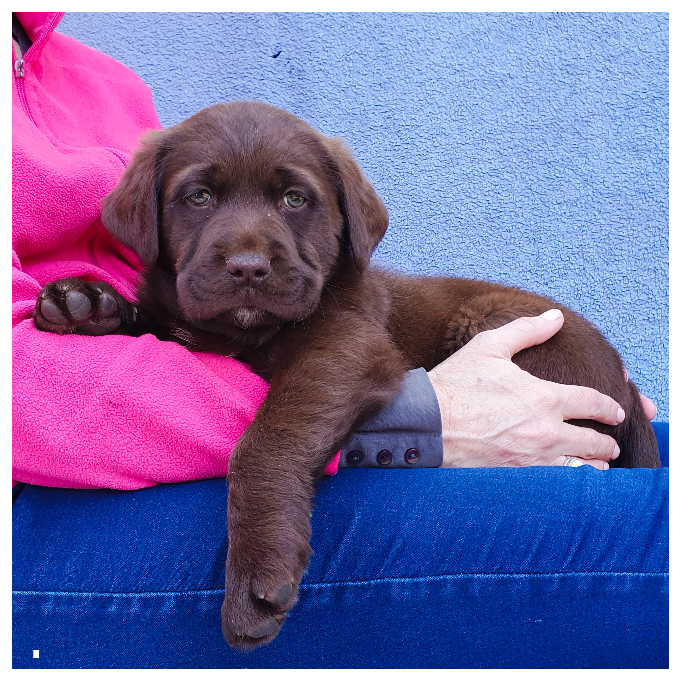 Chocolate Labrador - PetsOnline