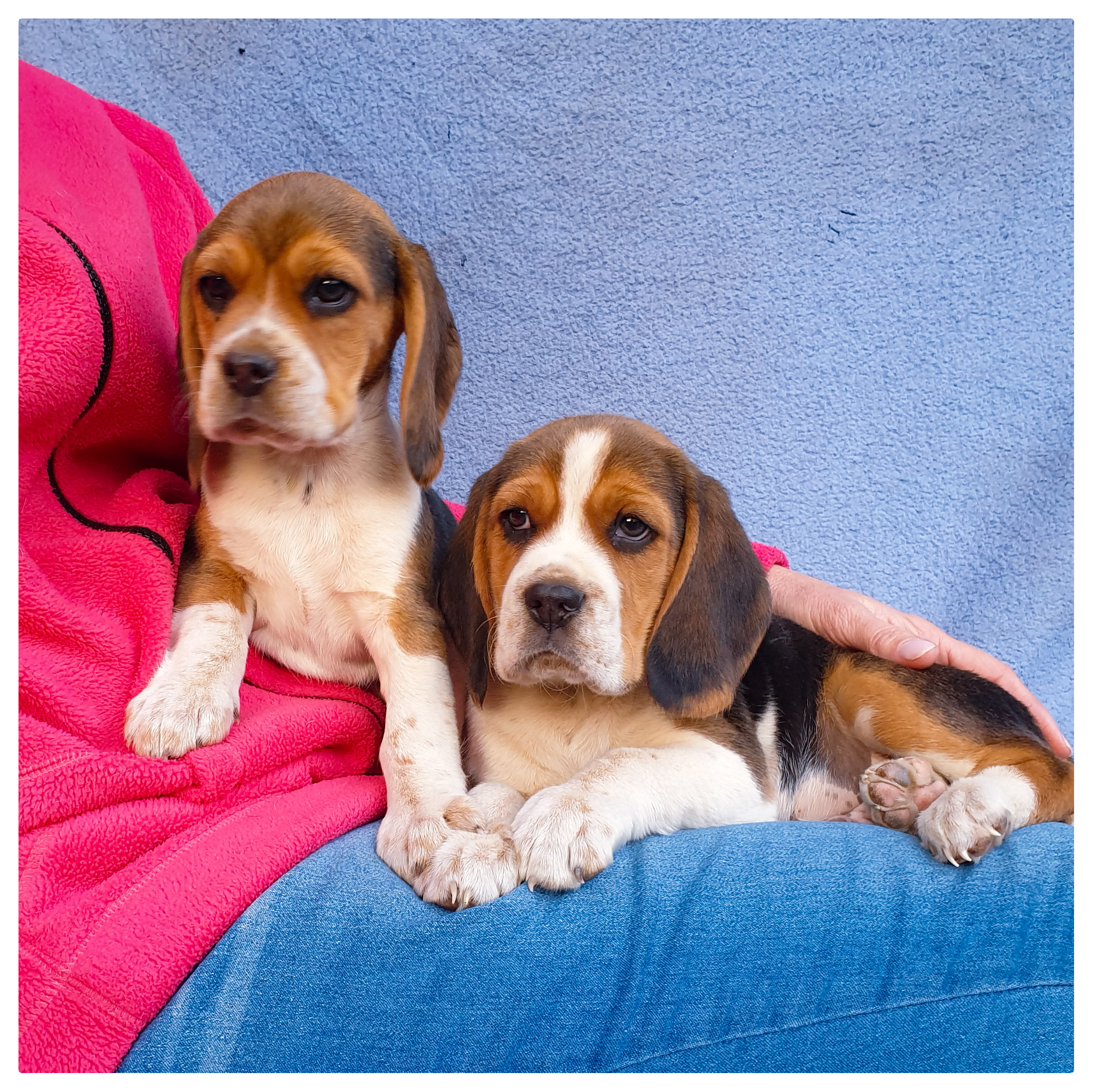 Beagle Puppies - PetsOnline