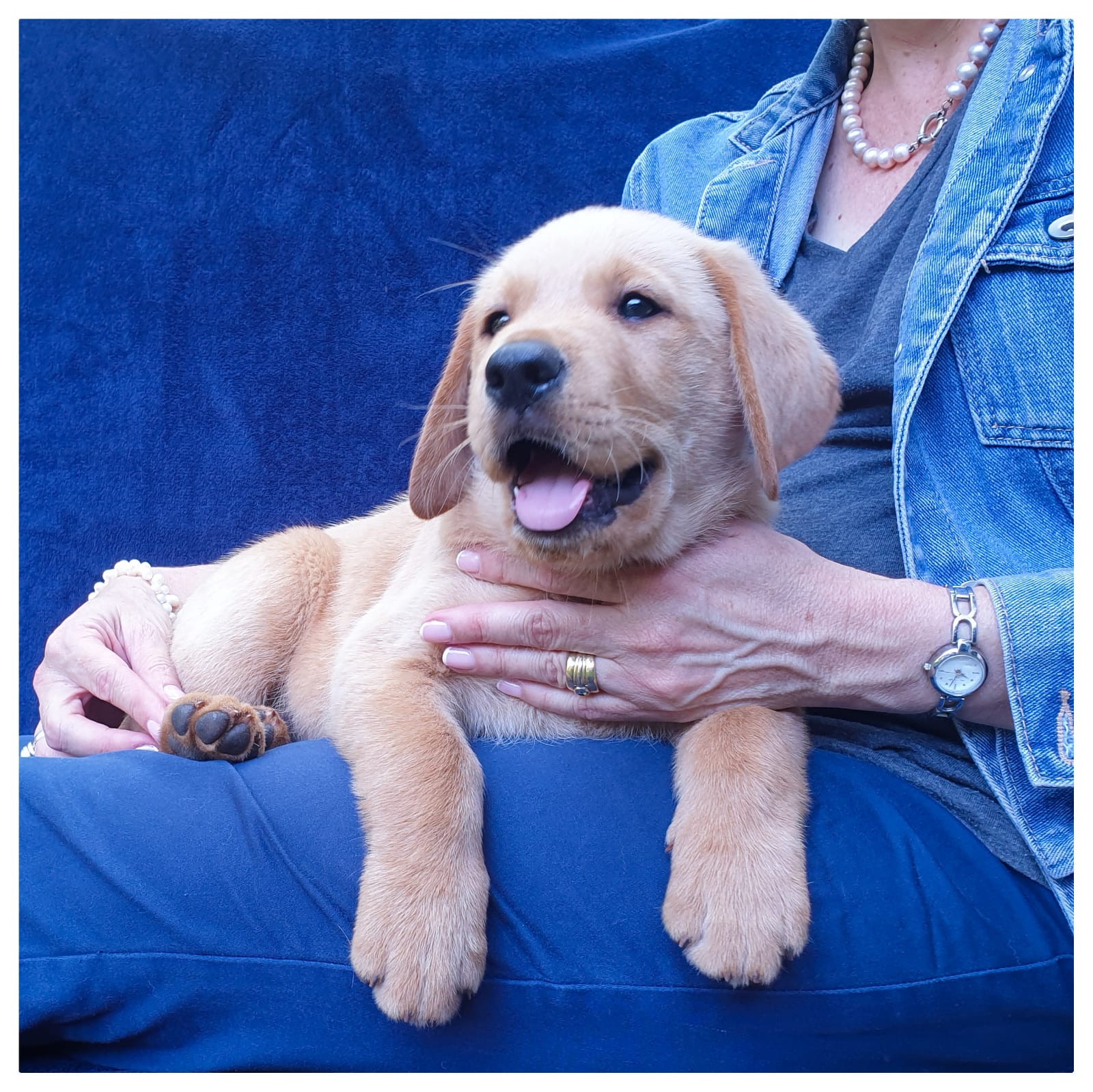 Purebred Labrador Puppies in Pretoria - PetsOnline