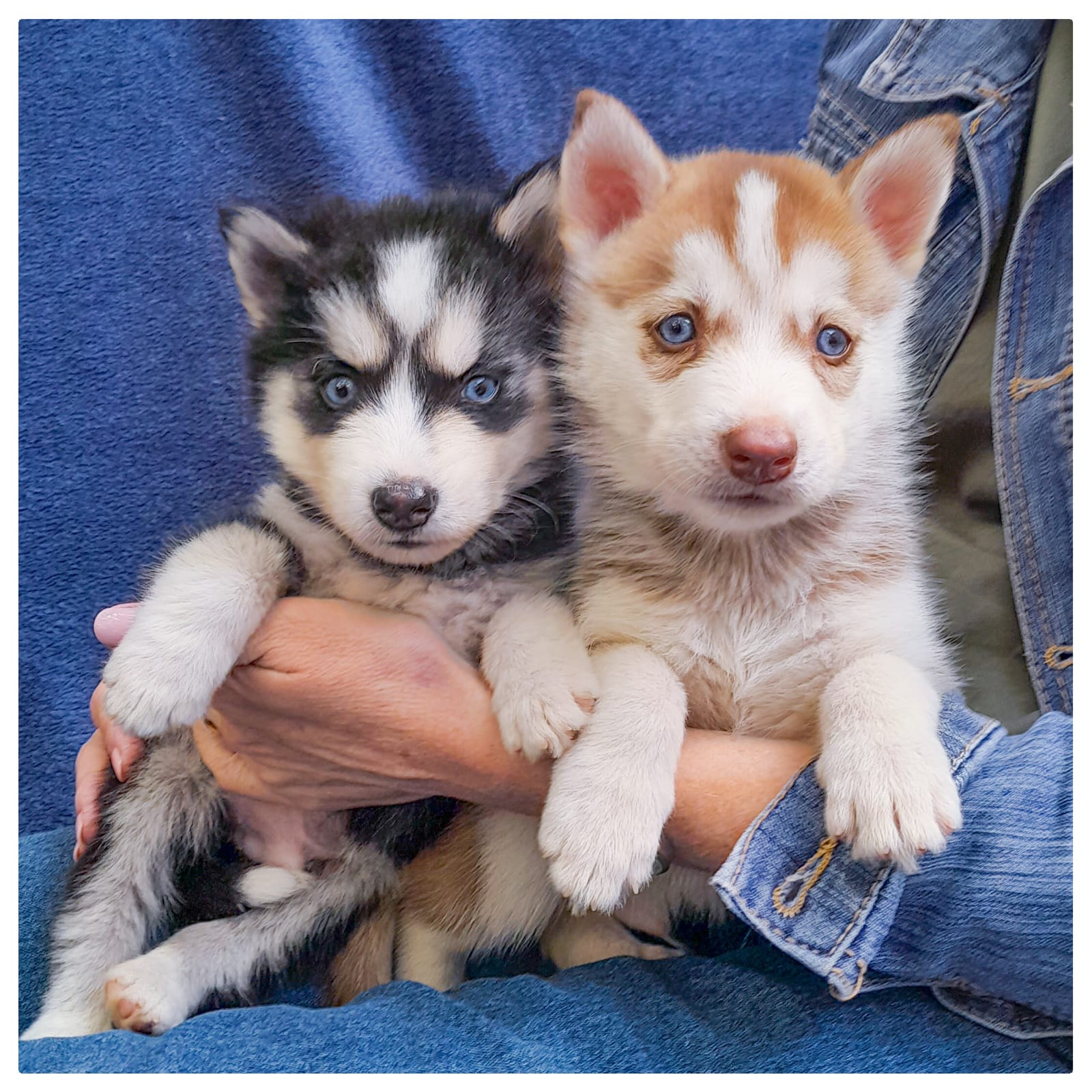 Husky Puppies for sale - PetsOnline